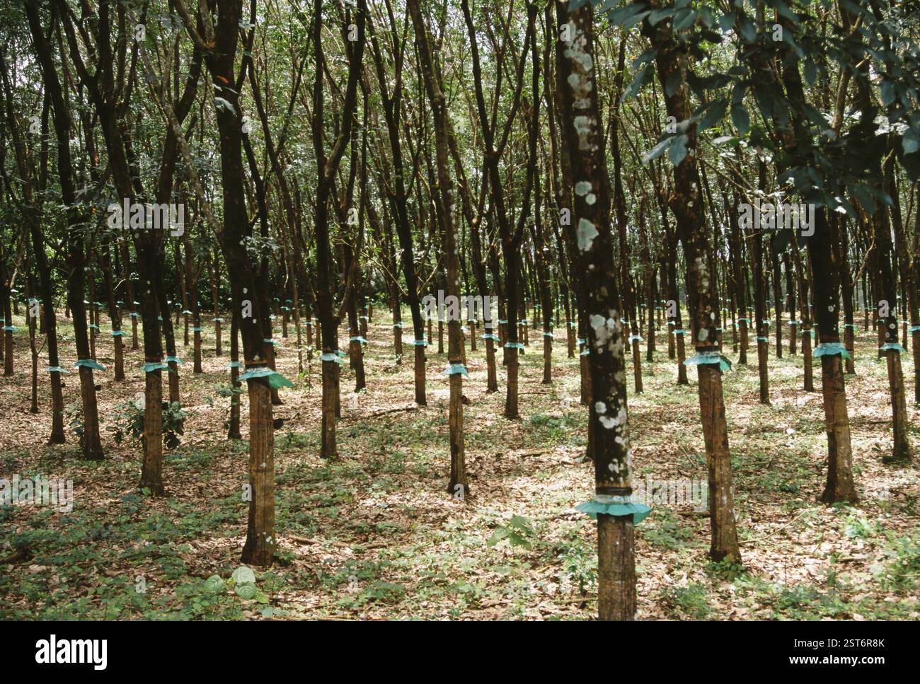Rubber plantation, kerala, india Stock Photo - Alamy