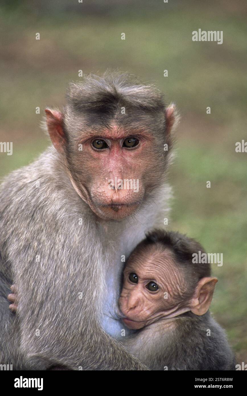 Bonnet Macaque Macaca radiata, Bandipur, India, Asia Stock Photo - Alamy