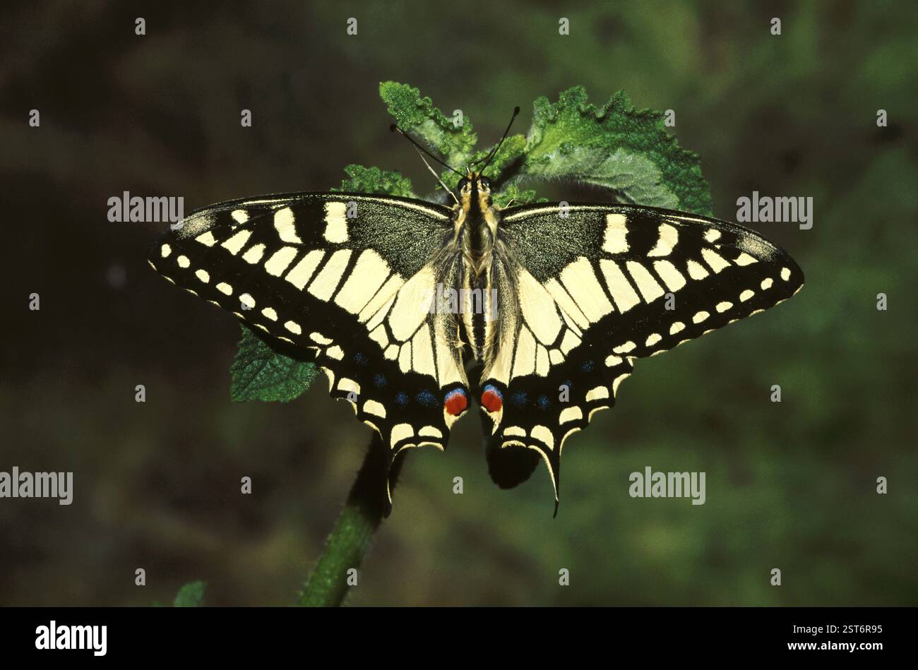 Himalayan butterfly hi-res stock photography and images - Alamy