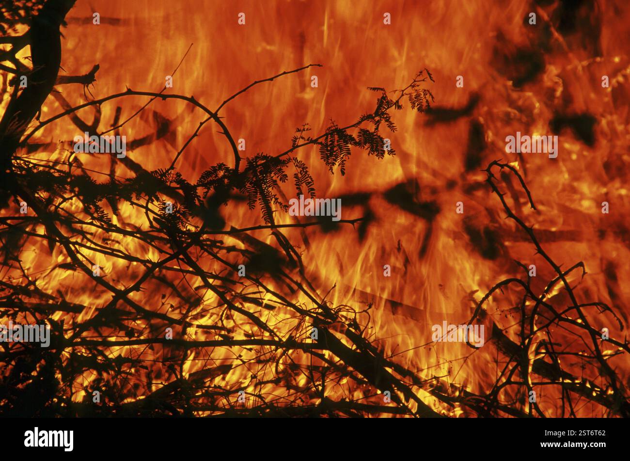 Bush on fire hi-res stock photography and images - Alamy