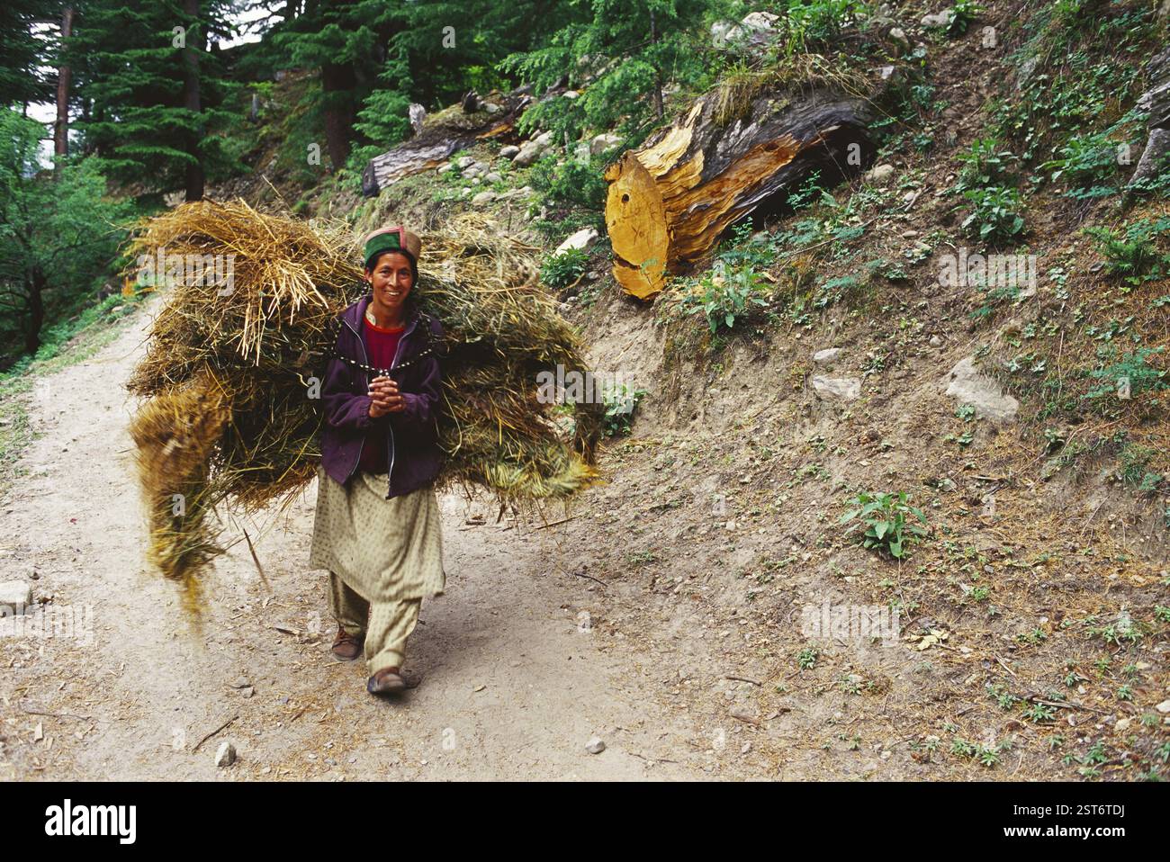 Women carrying hay stack, himachal pradesh, india Stock Photo - Alamy