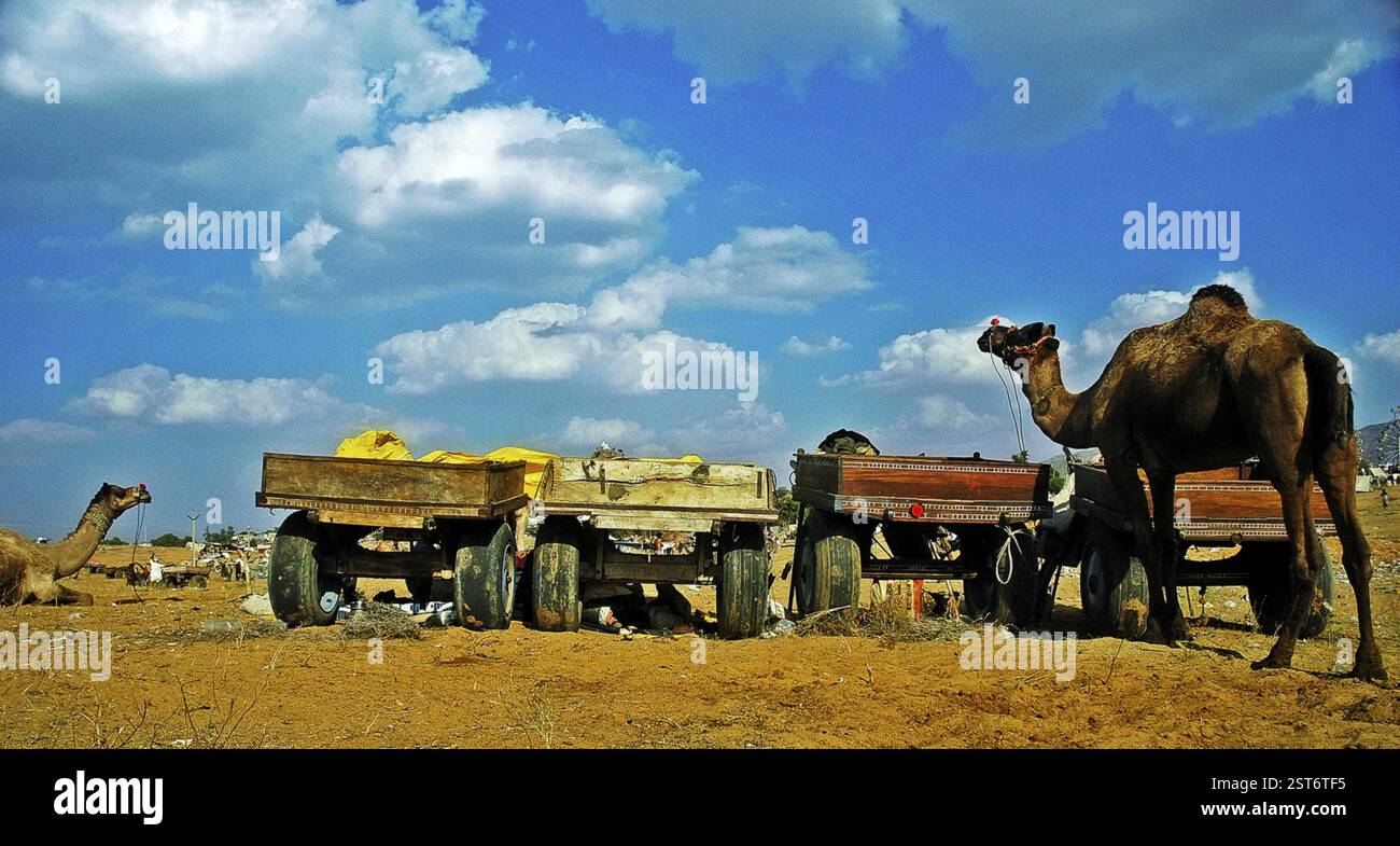 Camel and camel carts, Pushkar, Rajasthan, India, Asia Stock Photo - Alamy