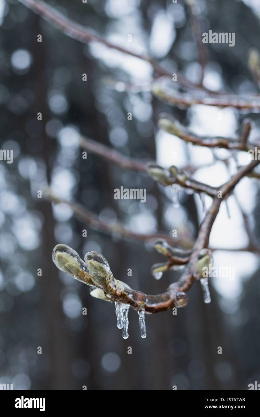 Ice coating the branches of a magnolia tree in a garden in winter Stock ...