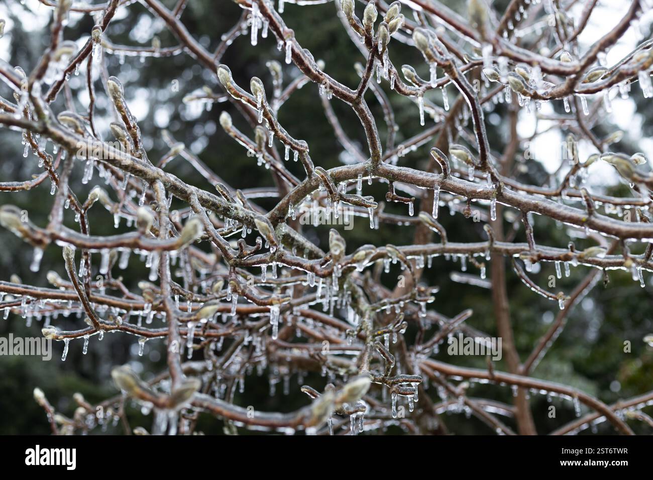 Ice coating the branches of a magnolia tree in a garden in winter Stock ...