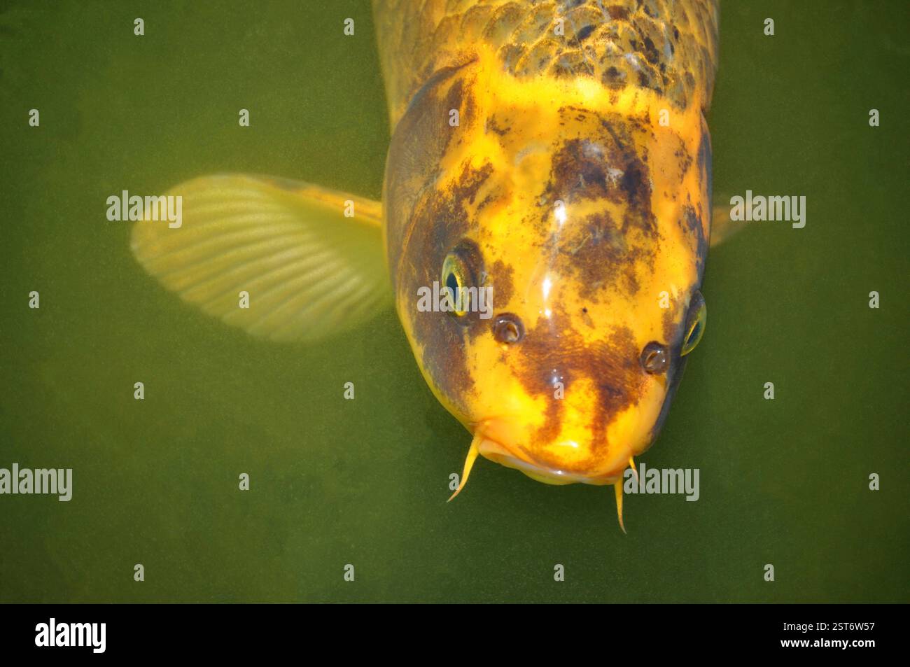 Head of yellow carp fish Stock Photo - Alamy