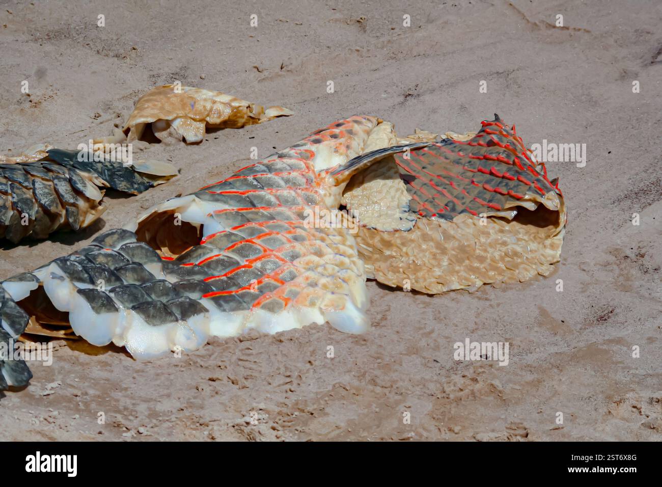 Jungle, Brazil. Skin of the pirarucu, also known as arapaima or paiche ...