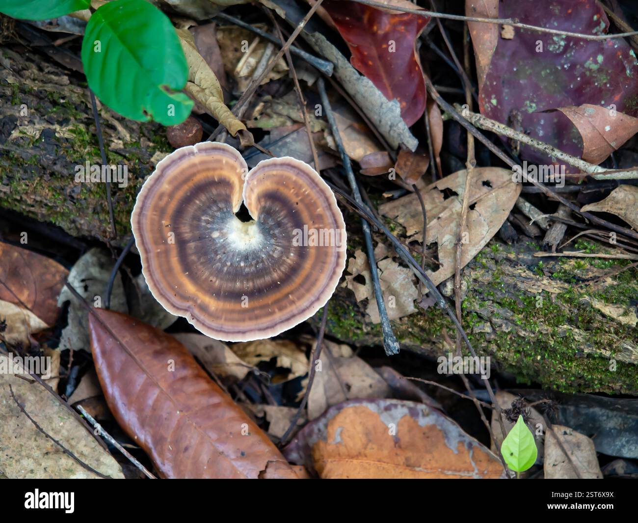 Photo of mushrooms growing in the Amazon tropical rainforest Valley of ...