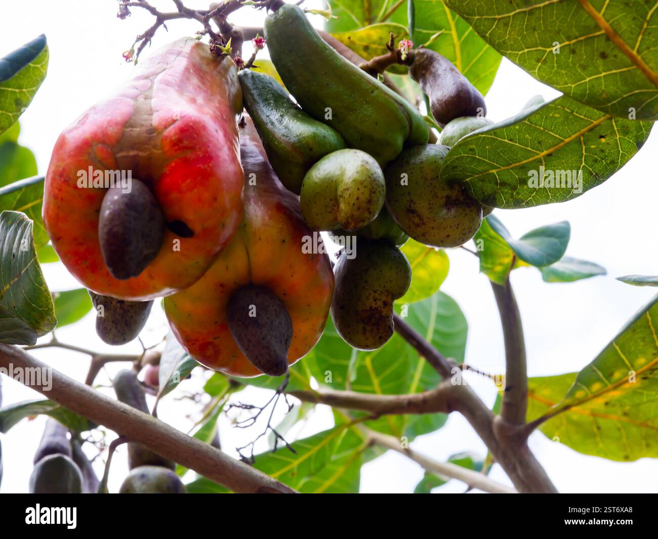 Cashew nuts on the tree in the Amazon rainforest - anacardium, are a ...