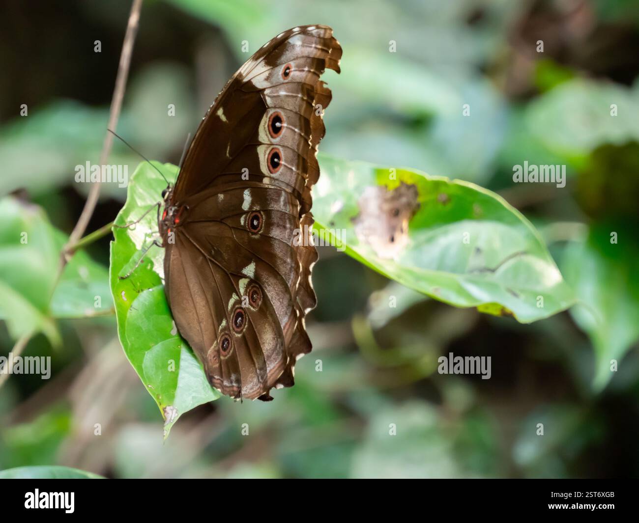 Beautiful Butterfly, Morpho in Amazon jungle. Amazonia. South America ...