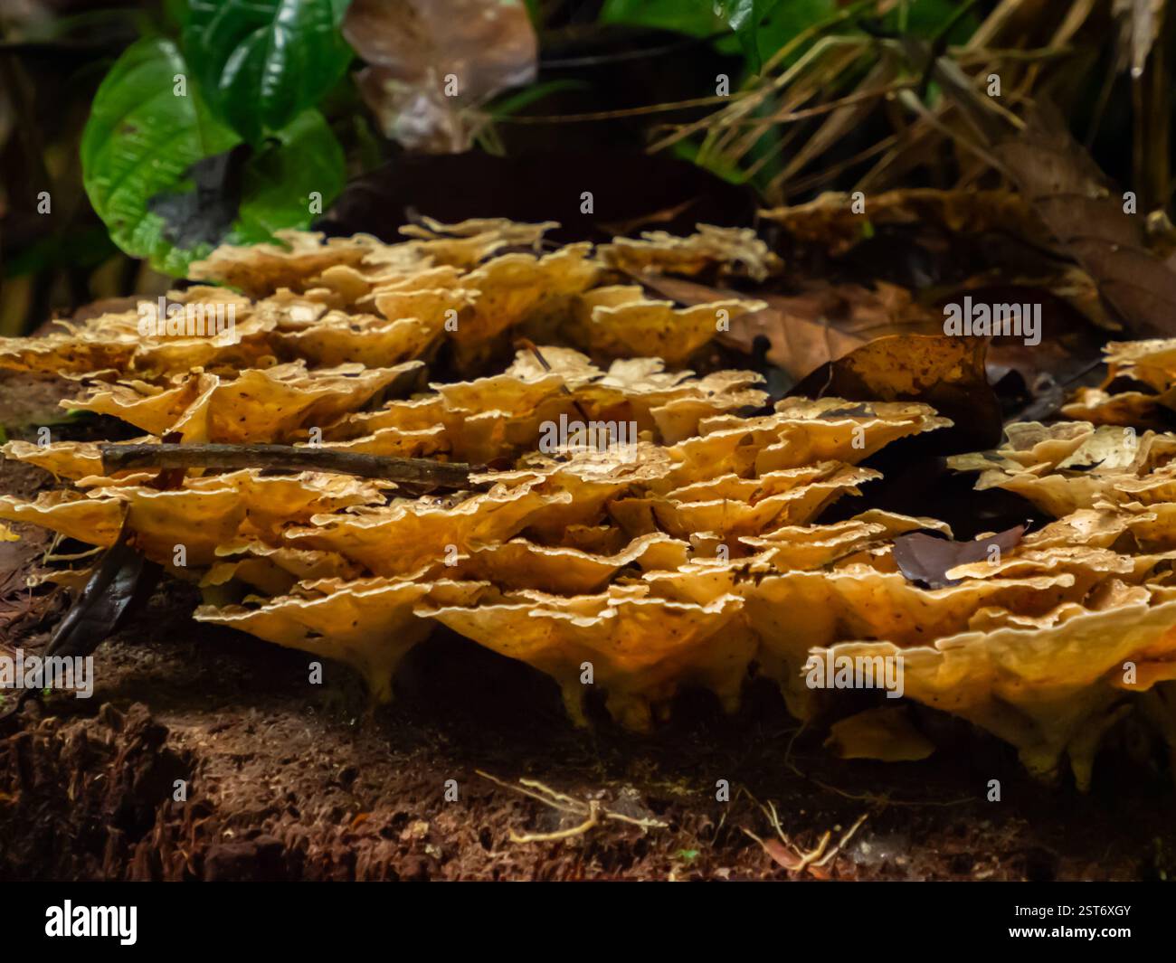 Photo of mushrooms growing in the Amazon tropical rainforest Valley of ...