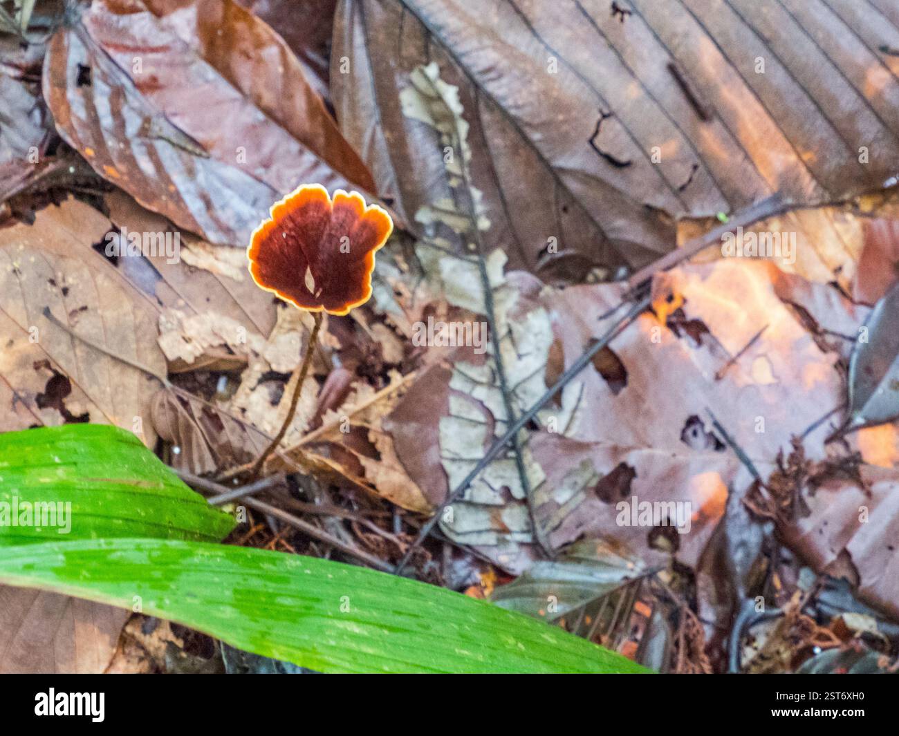 Photo of mushrooms growing in the Amazon tropical rainforest Valley of ...
