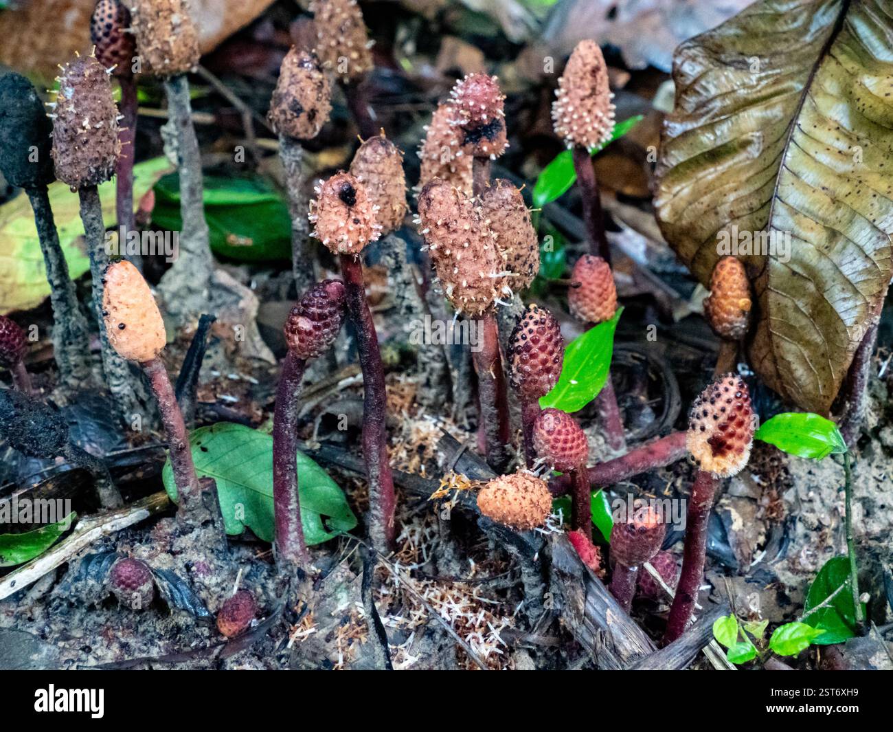 Photo of mushrooms growing in the Amazon tropical rainforest, Valley of ...
