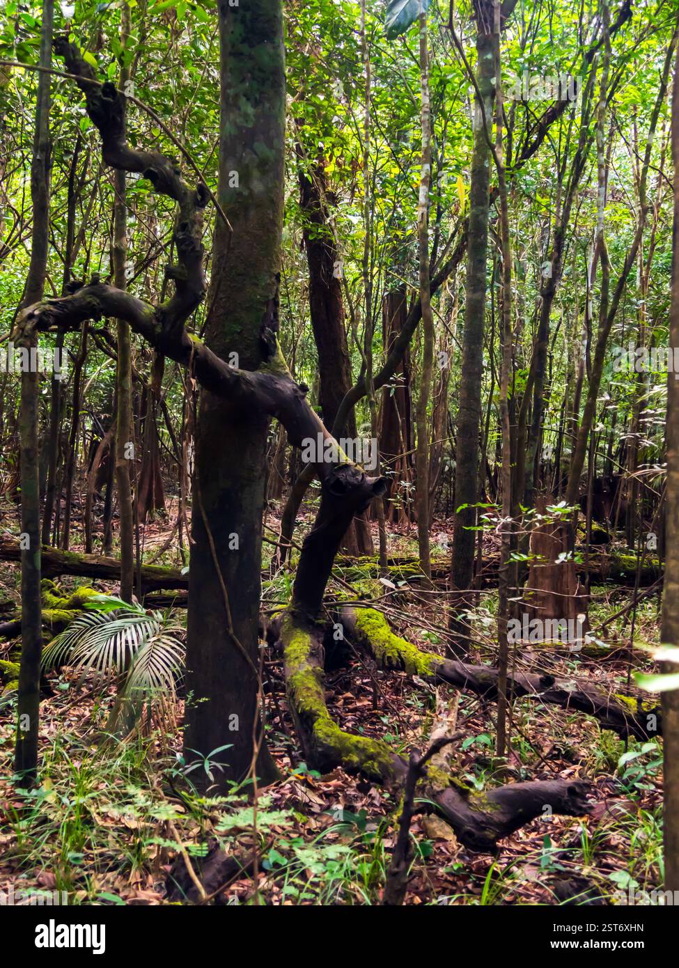 Huge trees in the Amazon rain forest, basin of Amazon River. Javari ...