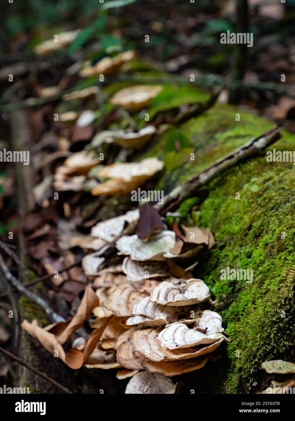 Photo of mushrooms growing in the Amazon tropical rainforest Valley of ...