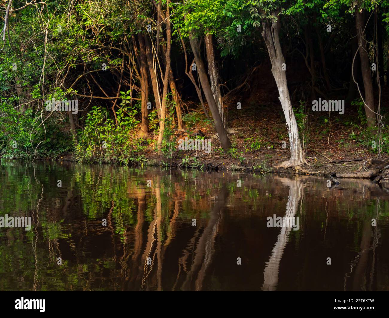 Amazonia. View of Amazon jungle over the Tartaruga lagoon. Selva on the ...