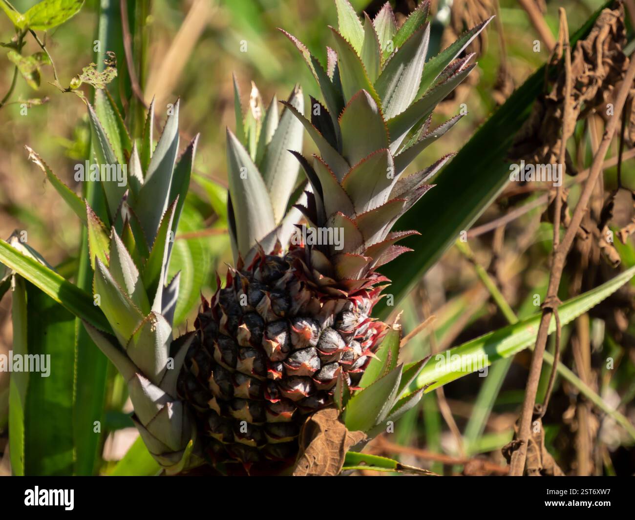 Pineapple fruit on the bush. Selva on the border of Brazil and Peru ...
