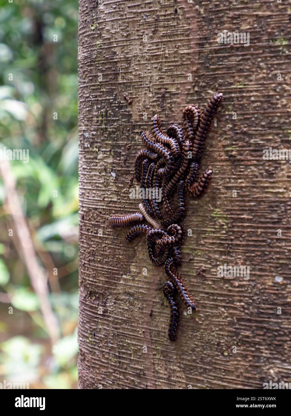 Dozens of yellow-spotted centipedes on the bark of a tree. Amazonia ...