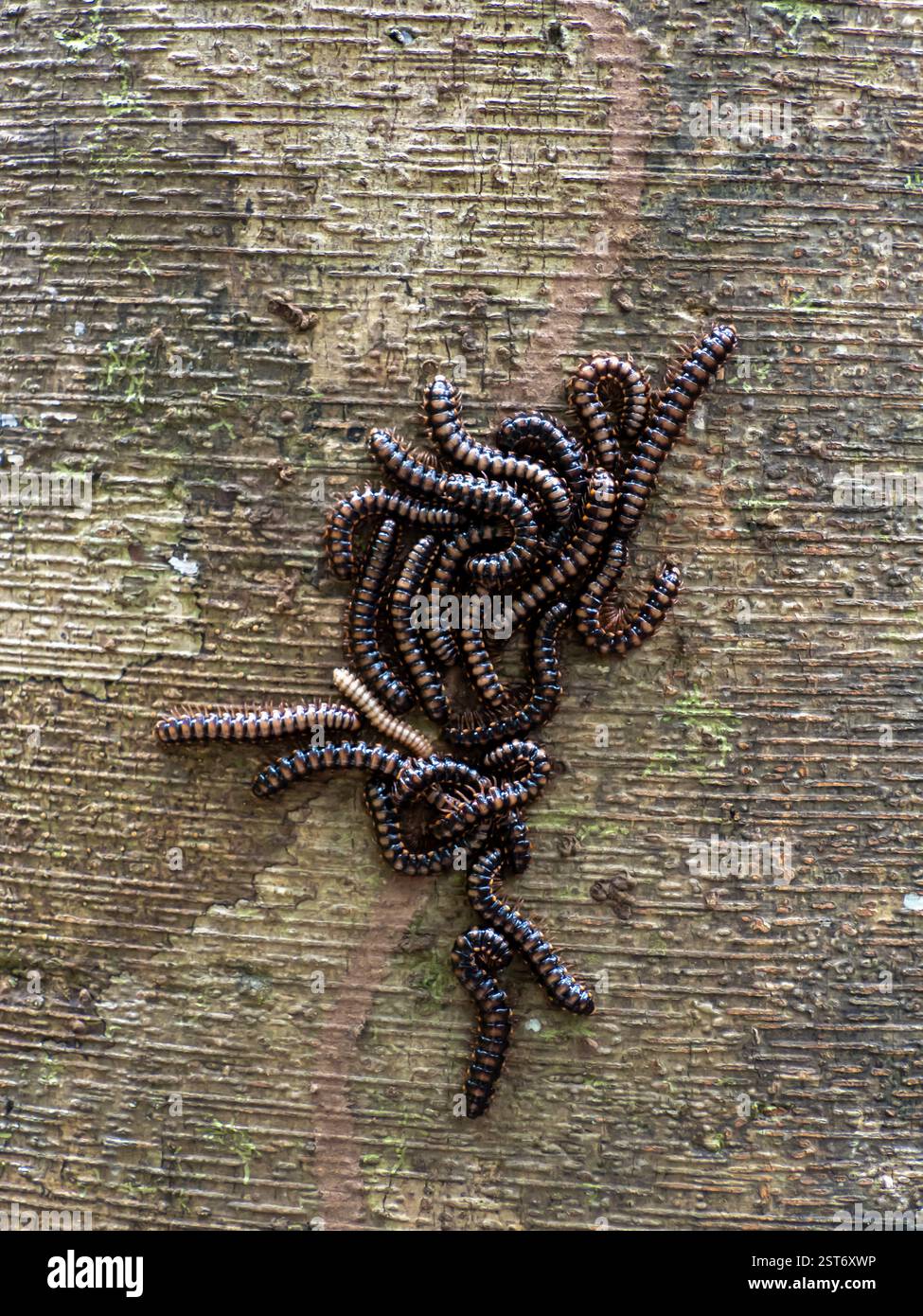 Dozens of yellow-spotted centipedes on the bark of a tree. Amazonia ...