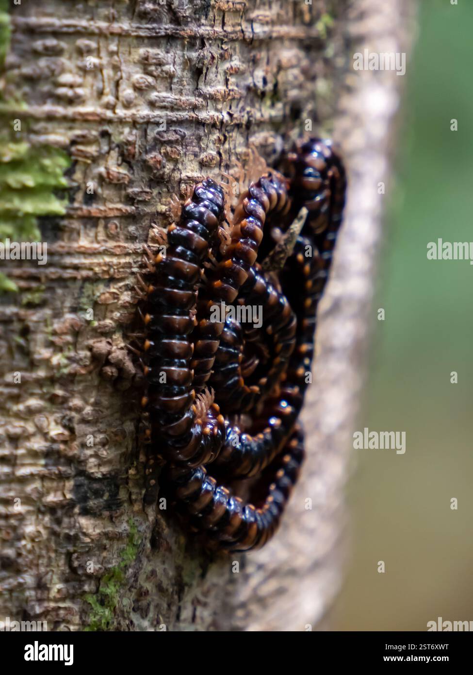 Dozens of yellow-spotted centipedes on the bark of a tree. Amazonia ...