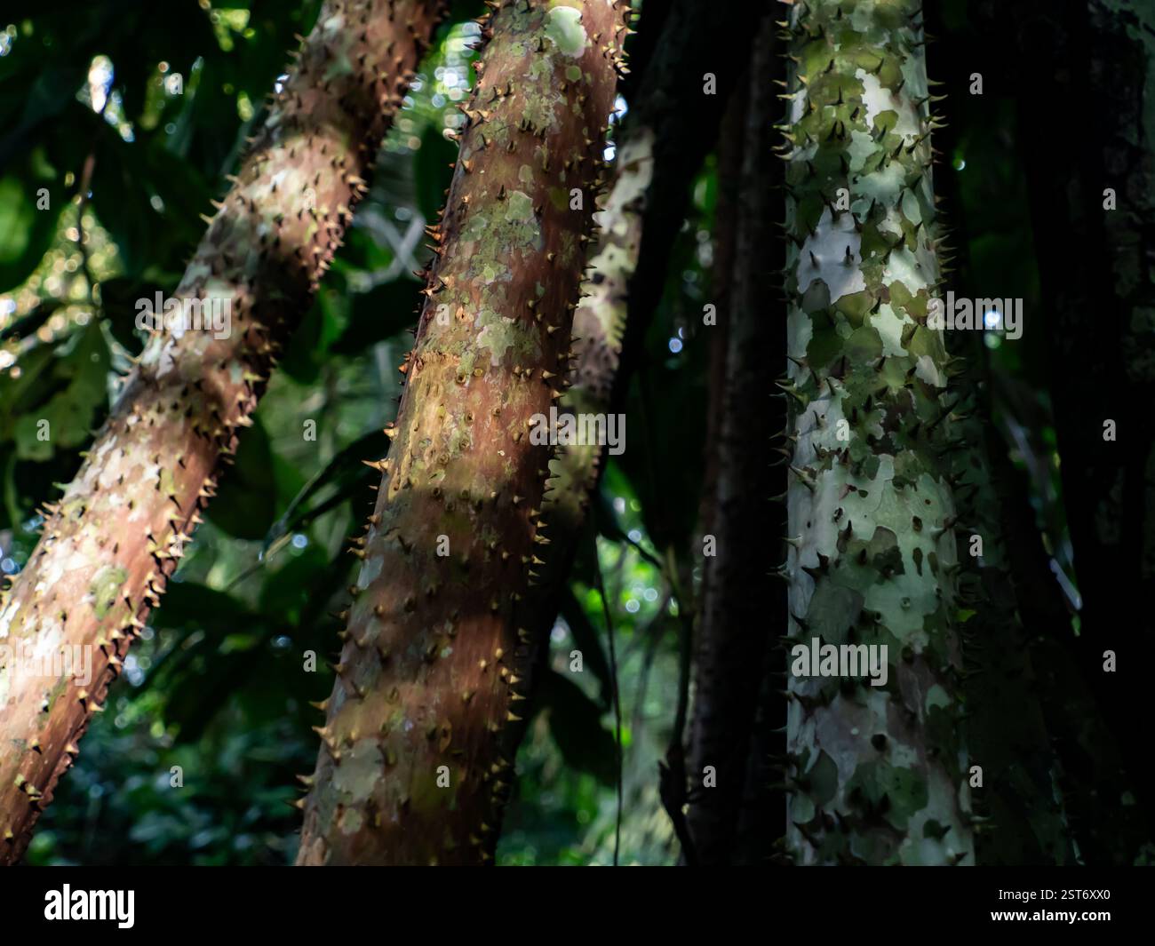 Palm tree socratea exorrhiza hi-res stock photography and images - Alamy