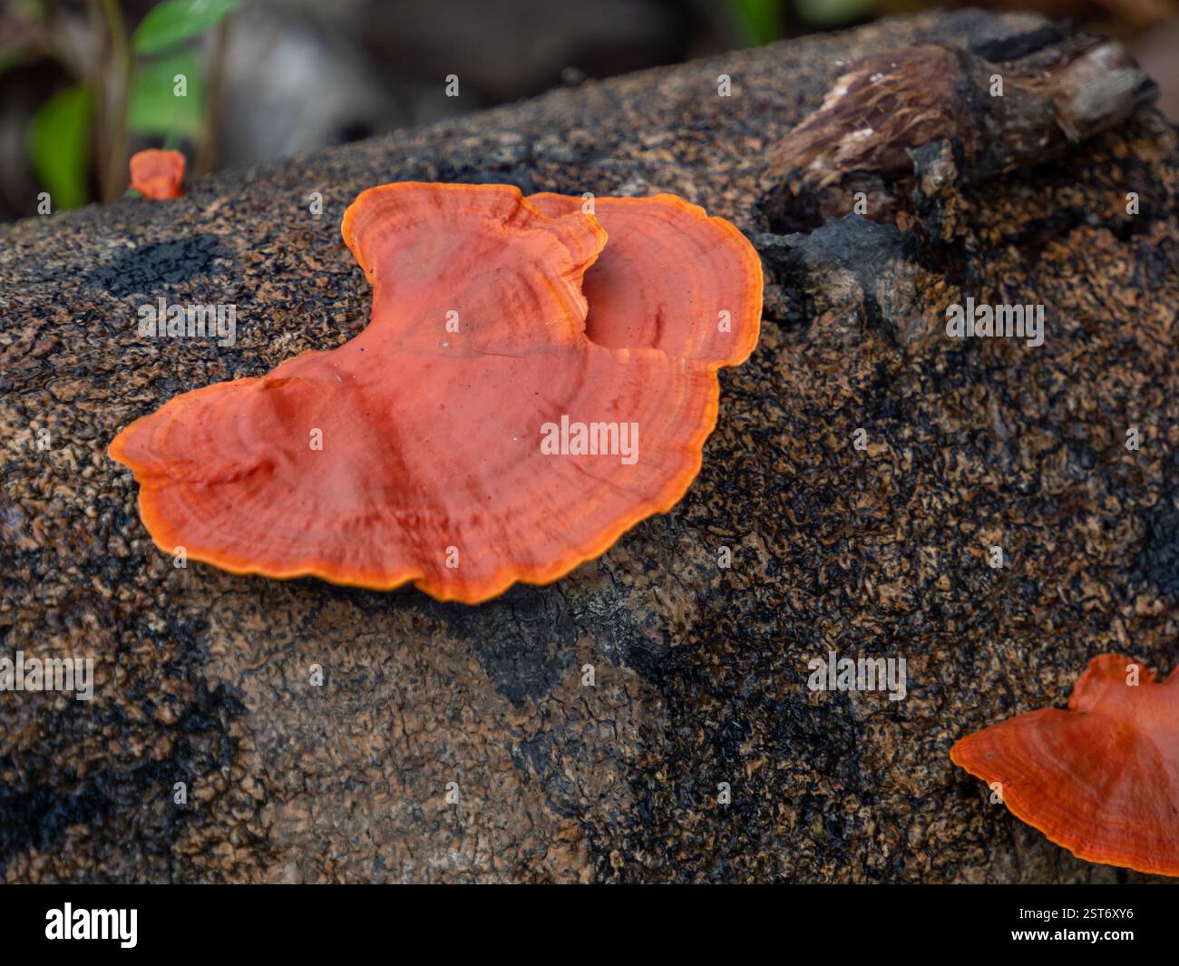 Photo of mushrooms growing in the Amazon tropical rainforest Valley of ...