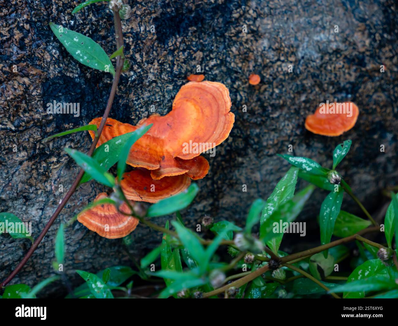 Photo of mushrooms growing in the Amazon tropical rainforest Valley of ...