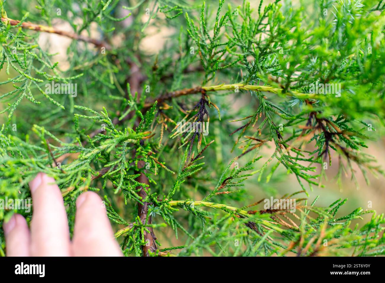 Juniper rust caused by Gymnosporangium and Lophodermium fungi on ...