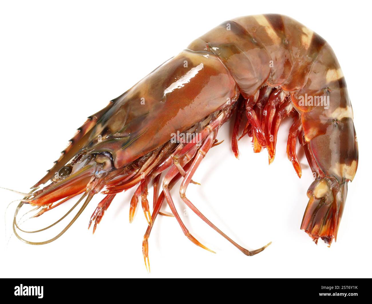 King Prawn - Tiger Prawn on white Background Stock Photo - Alamy
