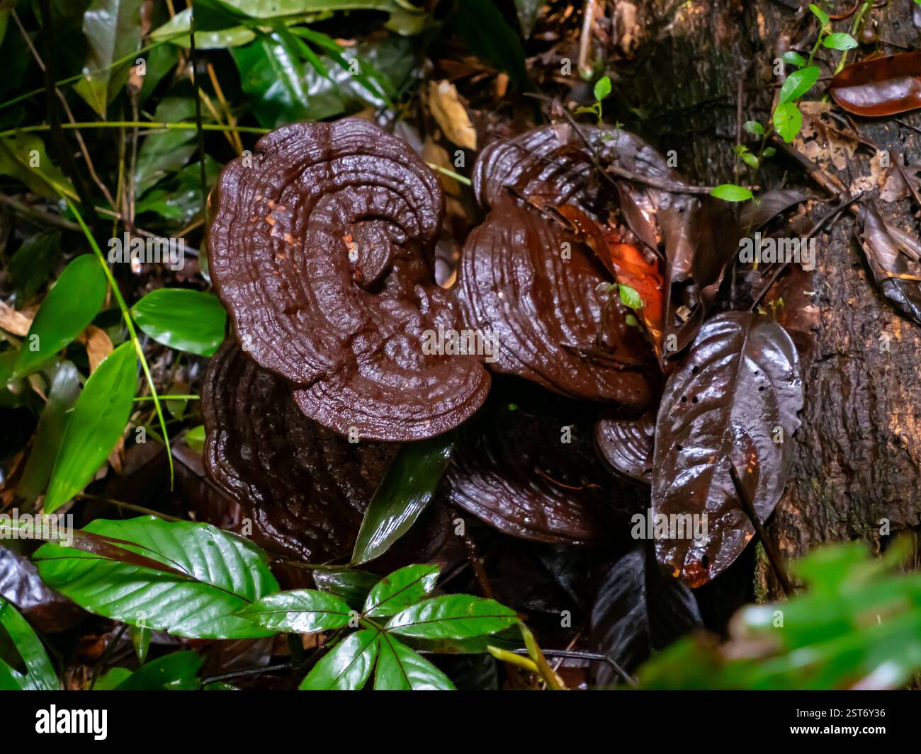 Photo of mushrooms growing in the Amazon tropical rainforest Valley of ...