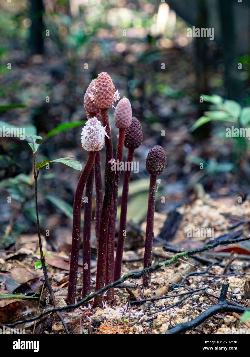 Photo of mushrooms growing in the Amazon tropical rainforest, Valley of ...