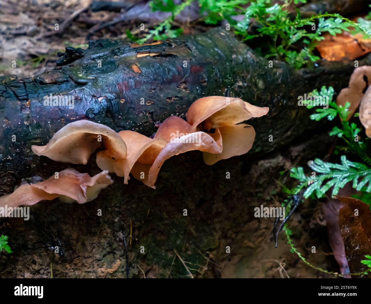Photo of mushrooms growing in the Amazon tropical rainforest Valley of ...