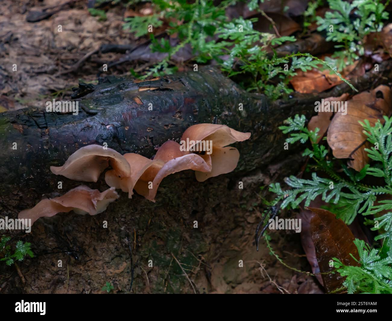 Photo of mushrooms growing in the Amazon tropical rainforest Valley of ...