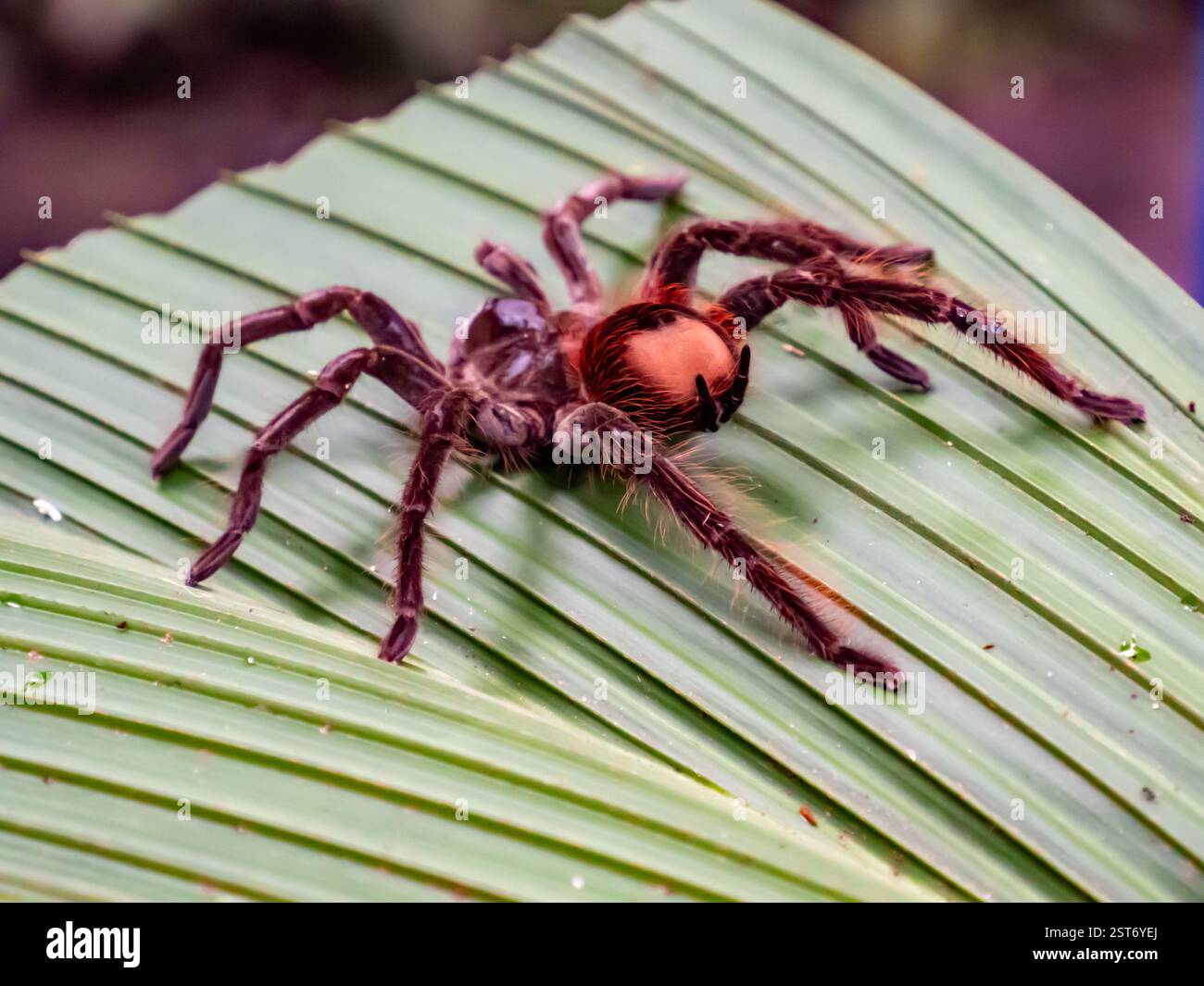 Tropical Rainforest Spiders