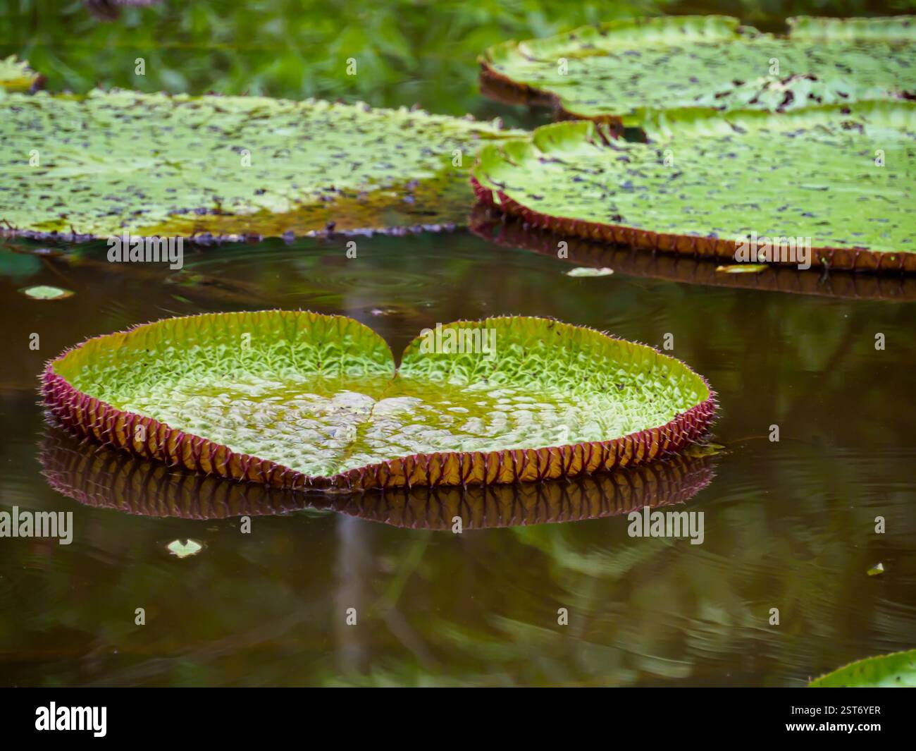 Victoria amazonica in the Natura Park. Colombia. It is a species of ...