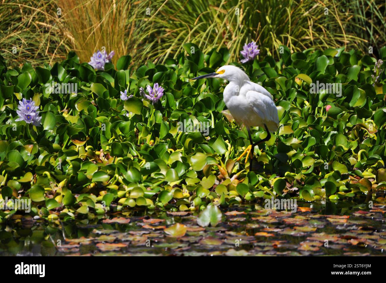 Beautiful heron in a garden with aquatic plants Stock Photo - Alamy