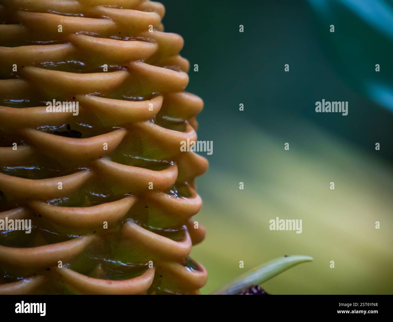 Plant is known in the West by the common name "beehive ginger", due to ...