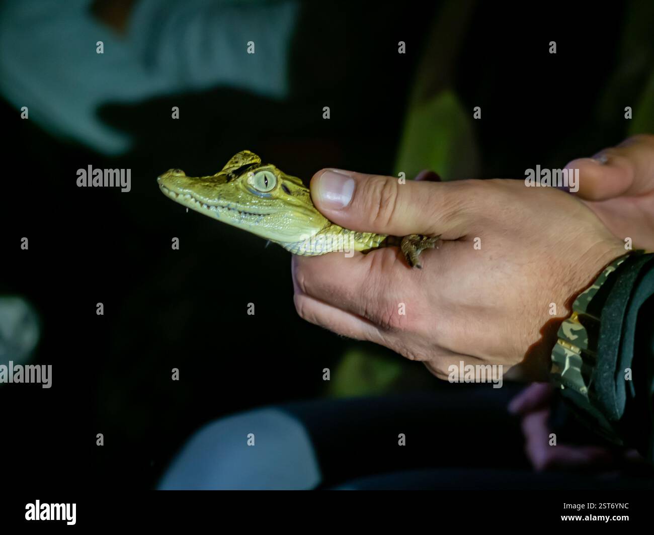 Small caiman (type: Melanosuchus) keep in the hand in Amazon Rainforest ...