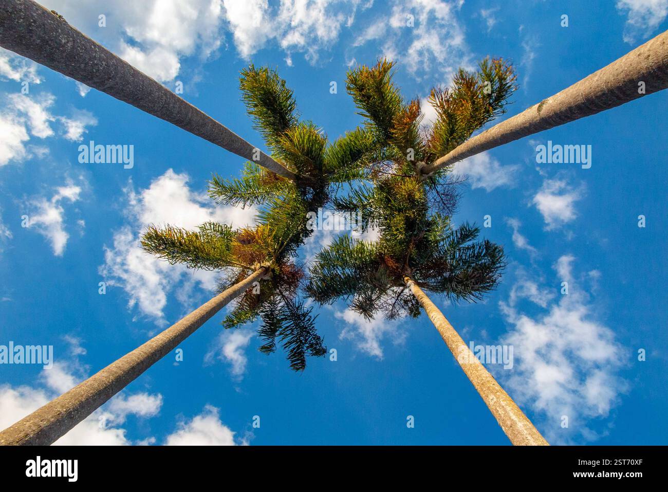 Palm trees isolated Stock Photo - Alamy