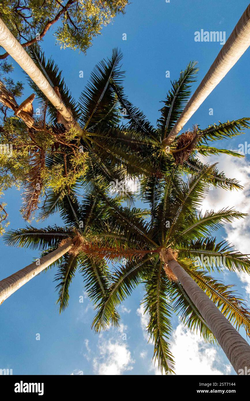 Palm trees isolated Stock Photo - Alamy
