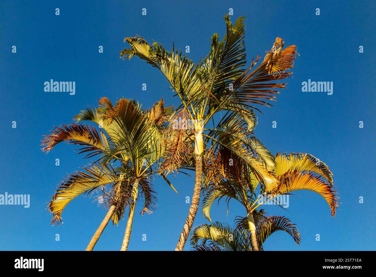 Palm trees isolated Stock Photo - Alamy