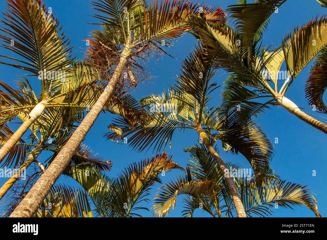Palm trees isolated Stock Photo - Alamy