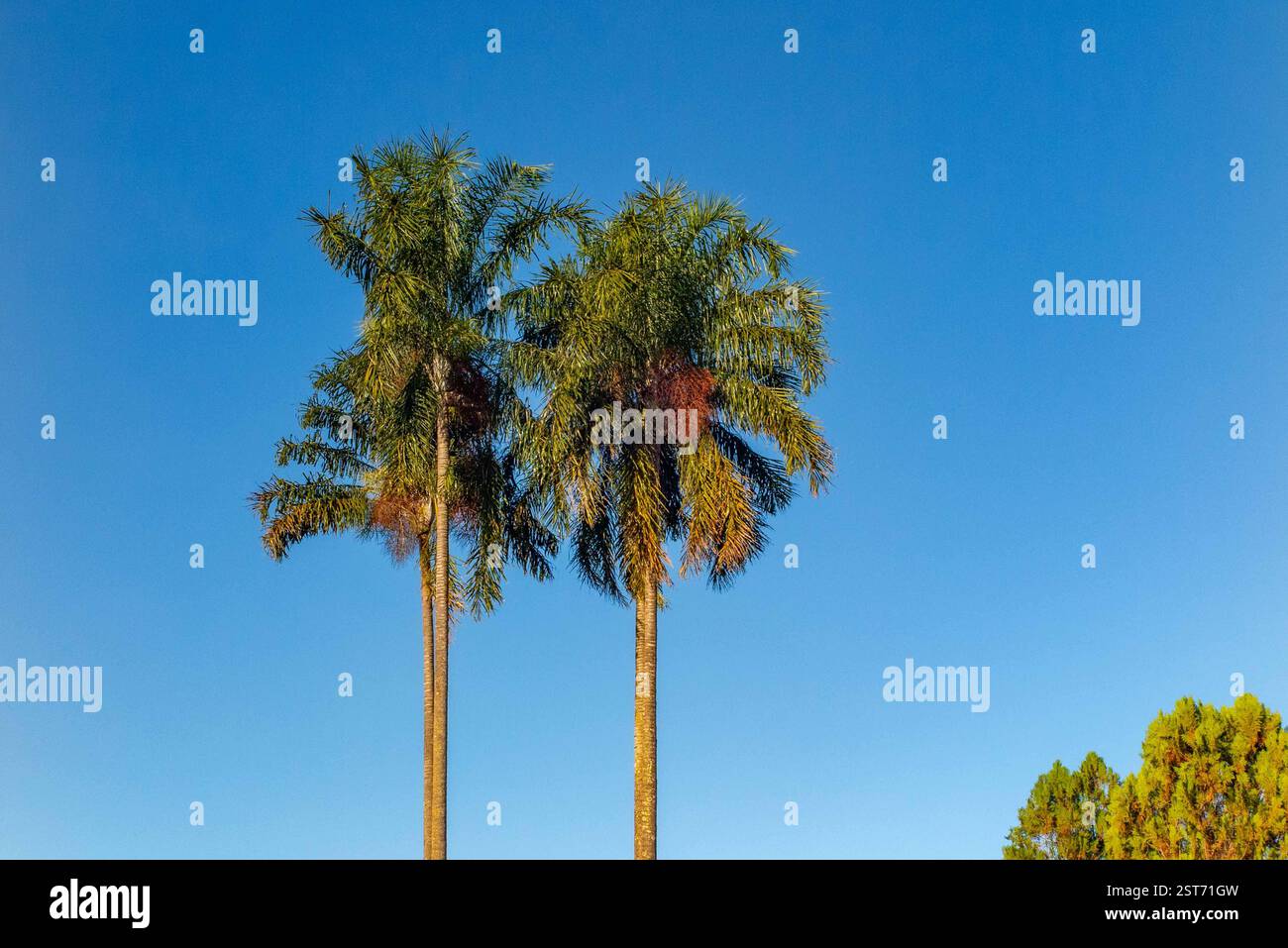 Palm trees isolated Stock Photo - Alamy