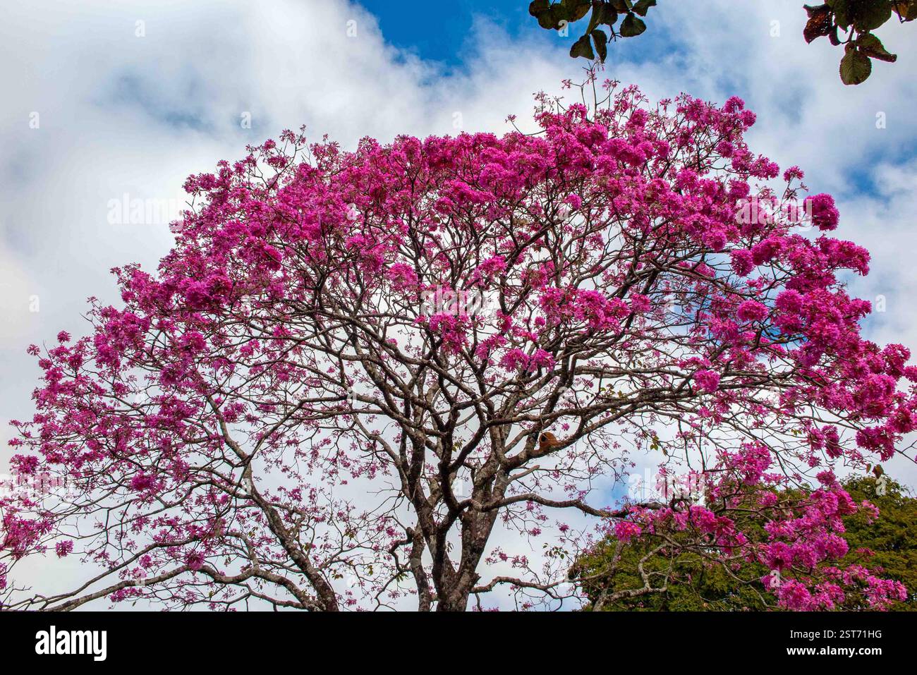 Pink ipê tree and flowers Stock Photo - Alamy
