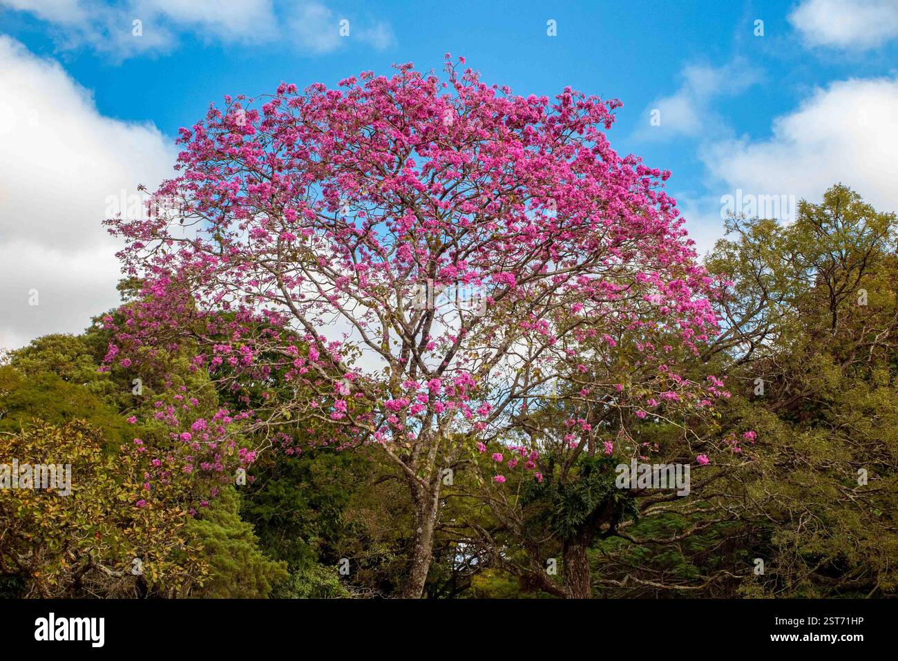 Pink ipê tree and flowers Stock Photo - Alamy
