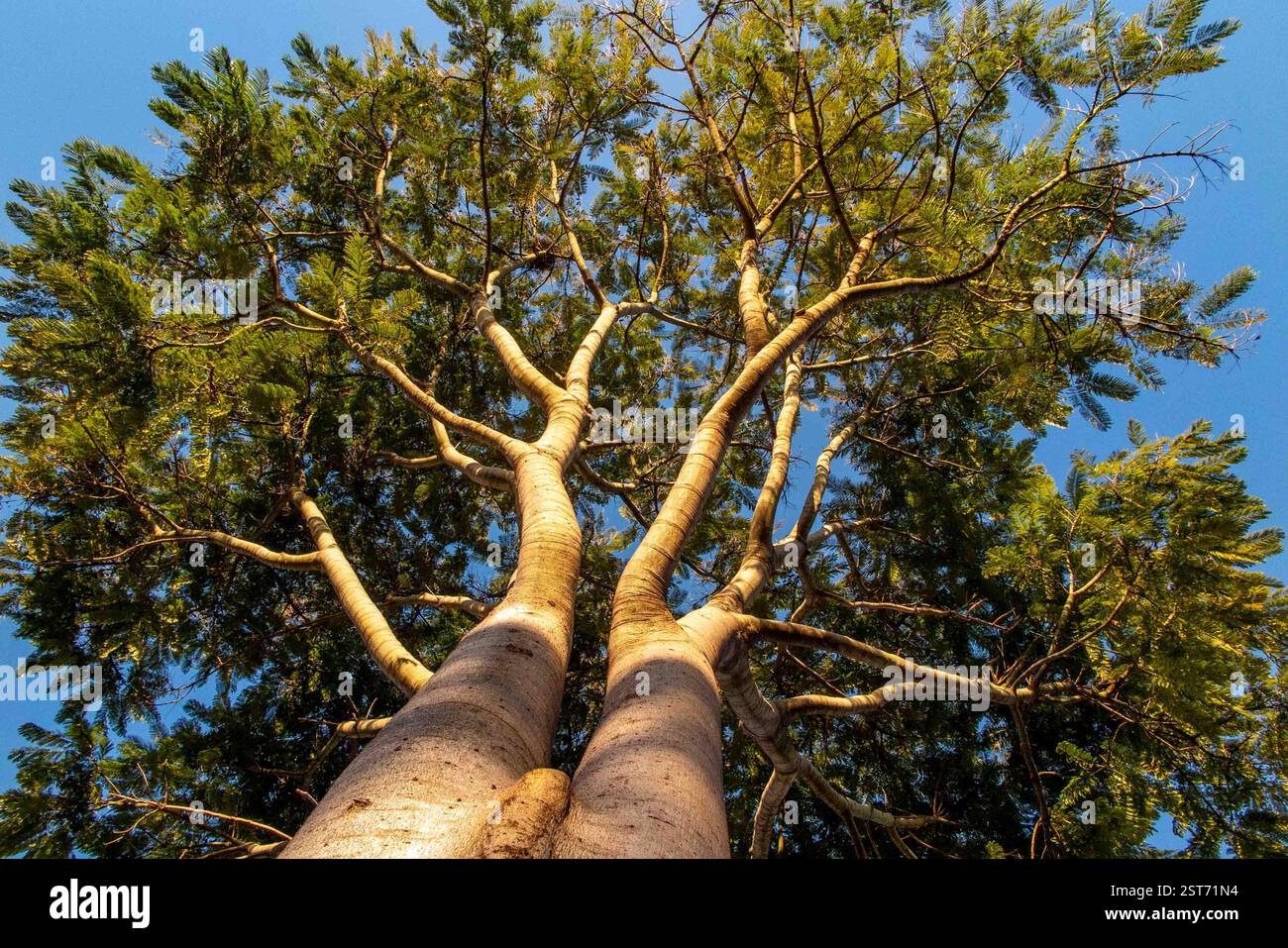 Old tree giant hi-res stock photography and images - Alamy