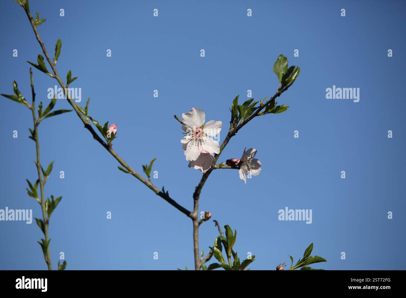 Branches of a blooming Shkedia, blossoming Common Almond Tree, a ...