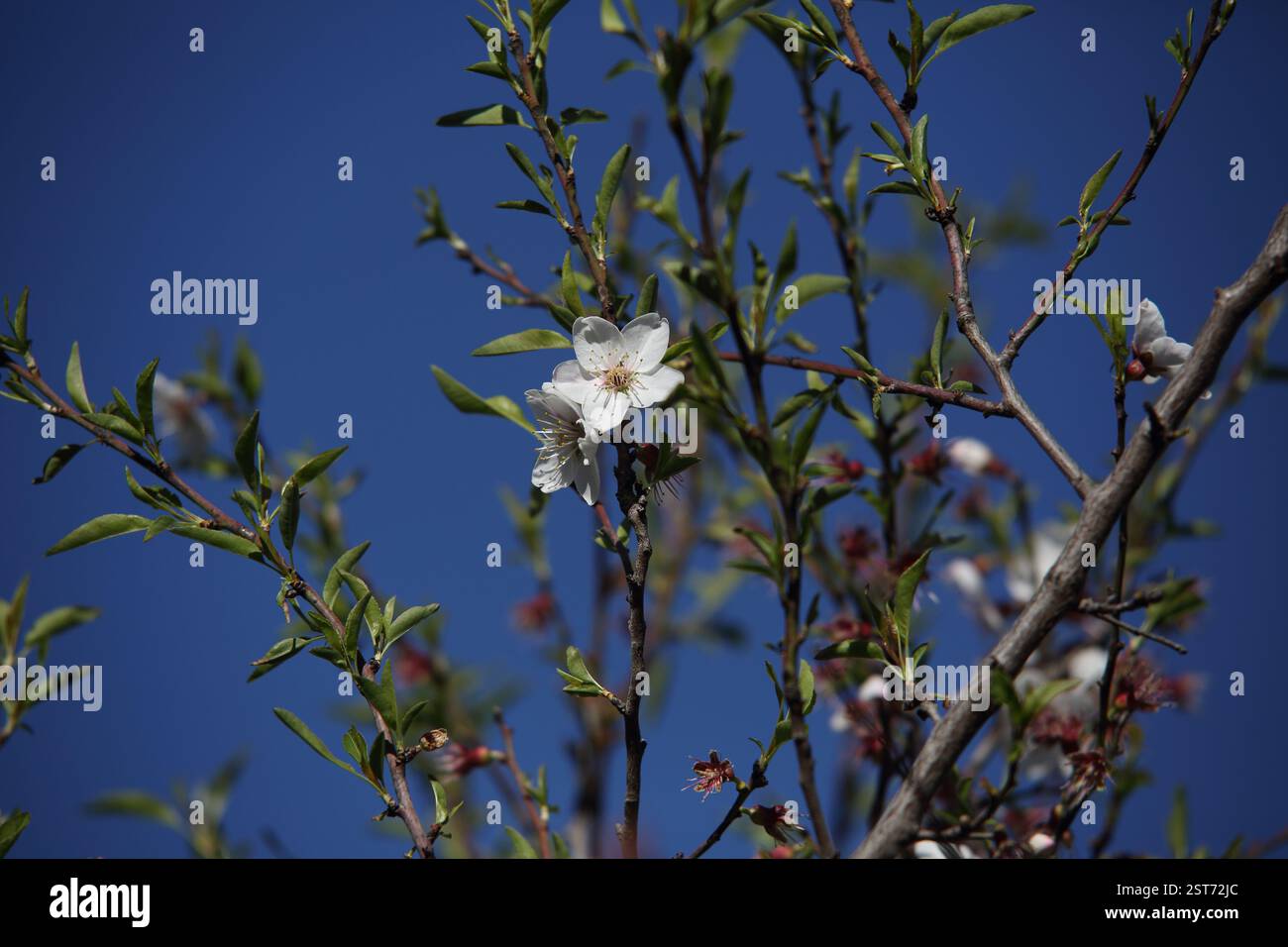 Branches of a blooming Shkedia, blossoming Common Almond Tree, a ...