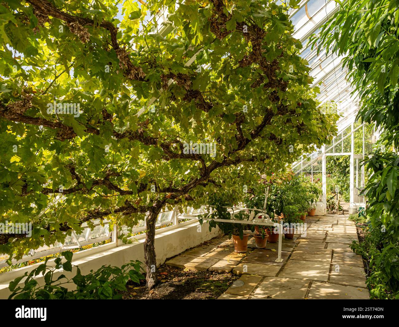 Grapevine in a greenhouse hi-res stock photography and images - Alamy