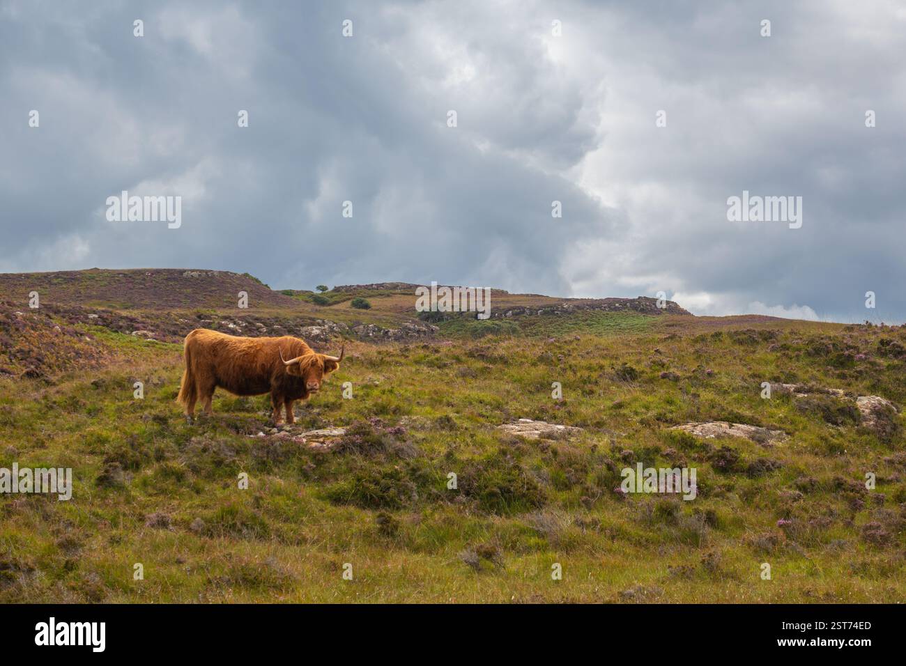 Highland cow on Ulva, Isle of Mull, Inner Hebrides, Scotland, United ...