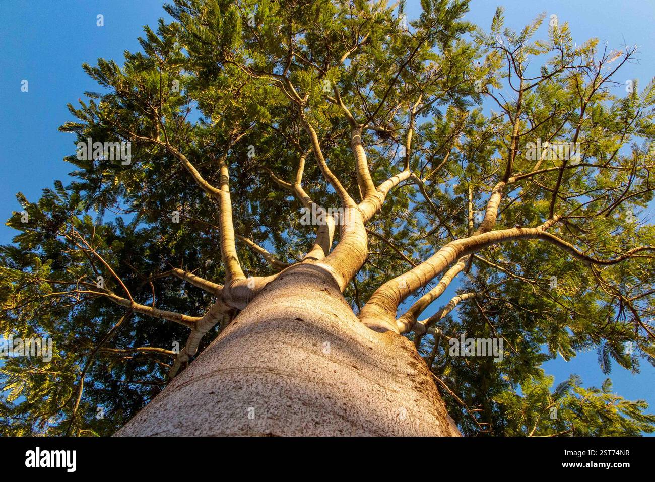 very old giant tropical tree with moss and lichens Stock Photo - Alamy